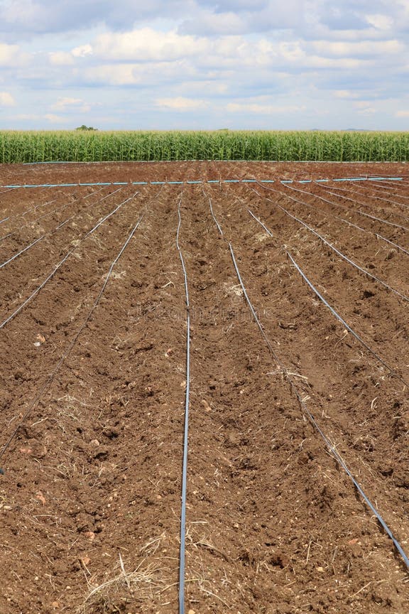 Corn Planting Under Drip Irrigation Stock Image - Image of vegetable ...