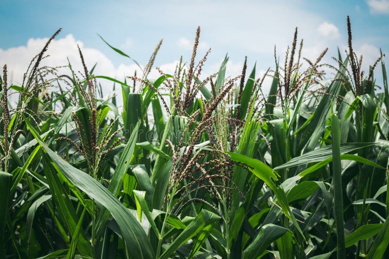 Corn plants blooming stock image. Image of agriculture - 339737909