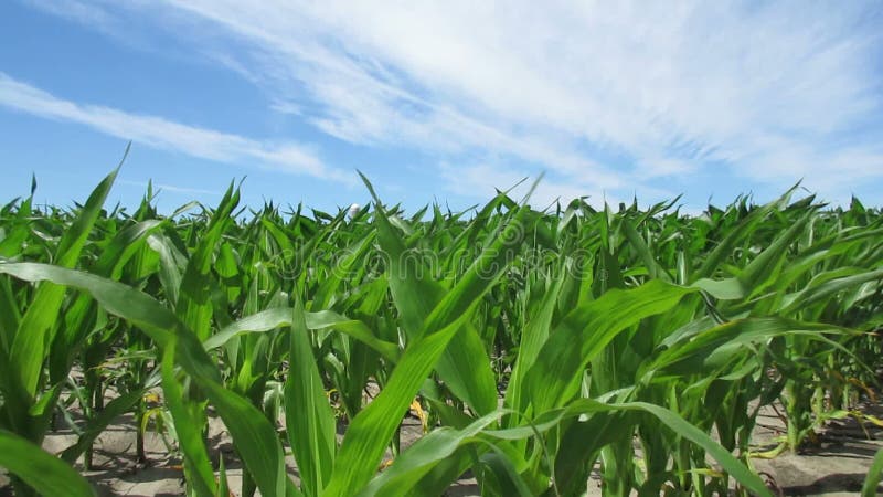 Corn Plants Blowing in the Wind Stock Footage - Video of blue, corn ...