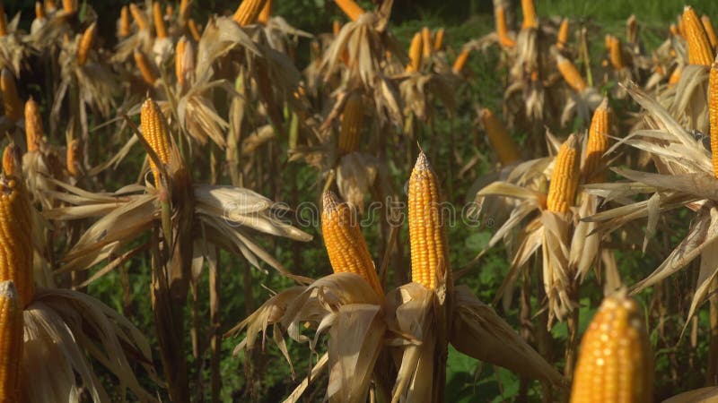 Corn Plants on the Cornfield. the Corn is Peeling. Zoom Out Stock Video ...
