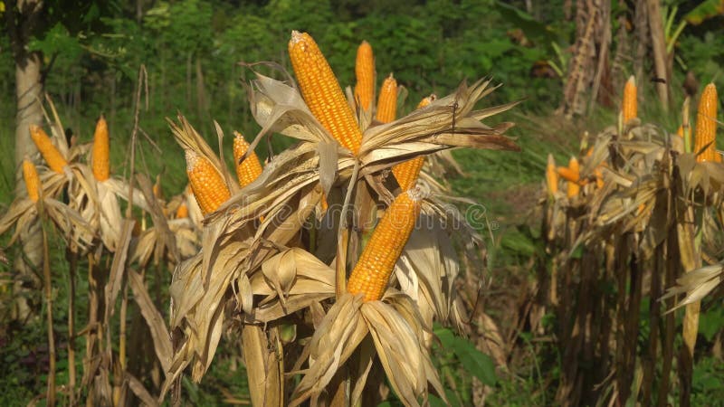 Corn Plants on the Cornfield. the Corn is Peeling. Zoom Out Stock ...