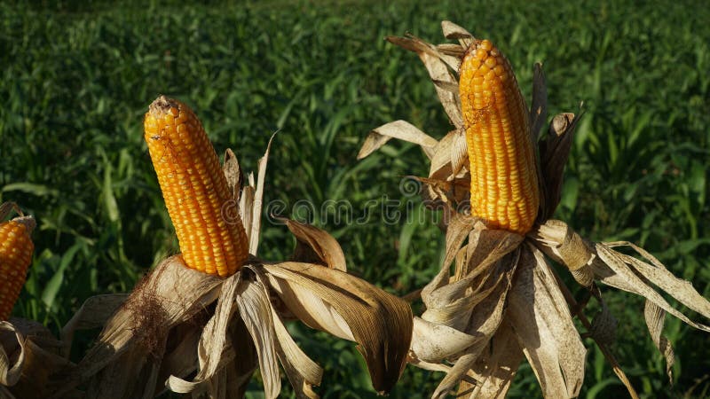 Corn Plants on the Cornfield. Corn Husks Peel Off Stock Image - Image ...