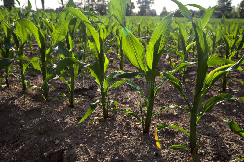 Corn Plants at Early Stage of Growth in a Field at Sunset Seen Up Close ...