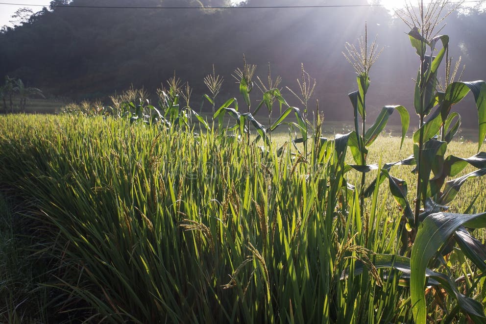 Corn Plants on the Edge of Rice Fields, with Hills and Sunlight in the ...