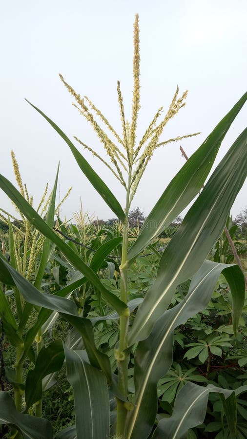 Corn Plants Enter the Flowering Stage Stock Photo - Image of plant ...