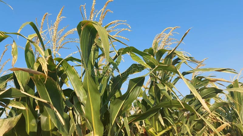 Corn Plants in a Field at the Morning Stock Footage - Video of fresh ...