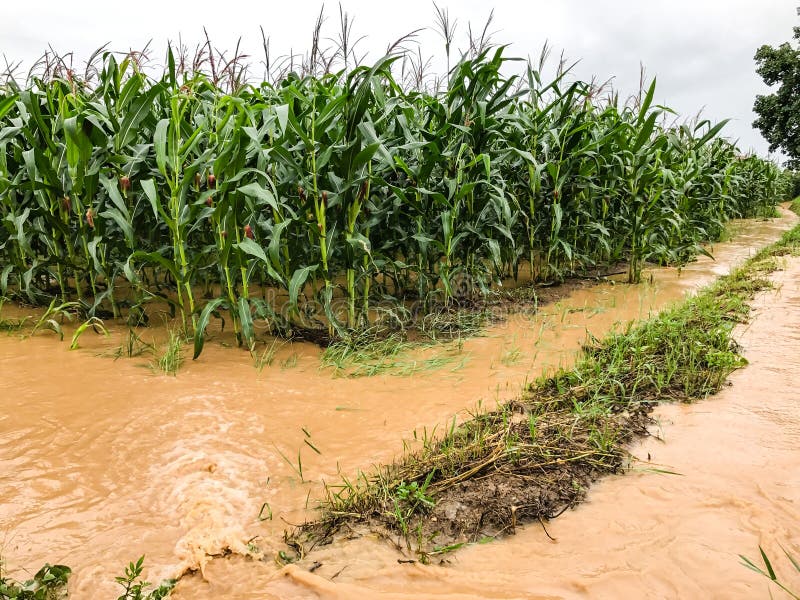 Corn Plants on a Field Flooded Damage Stock Image - Image of fertile ...