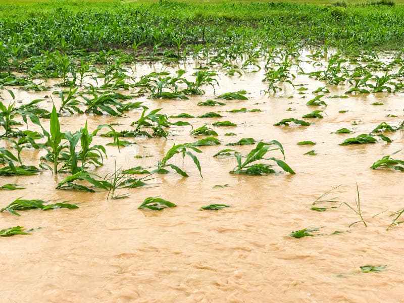 Corn Plants on a Field Flooded Damage Stock Photo - Image of grow, crop ...