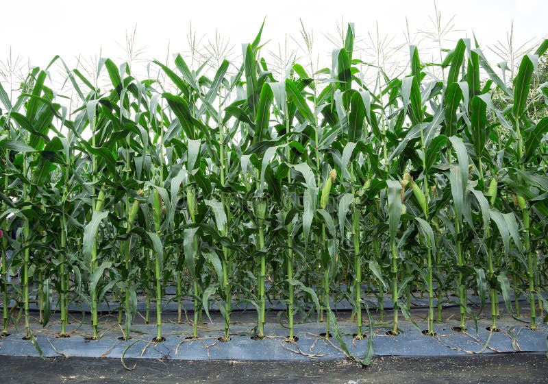 Corn plants in the field. stock photo. Image of farm - 114043850