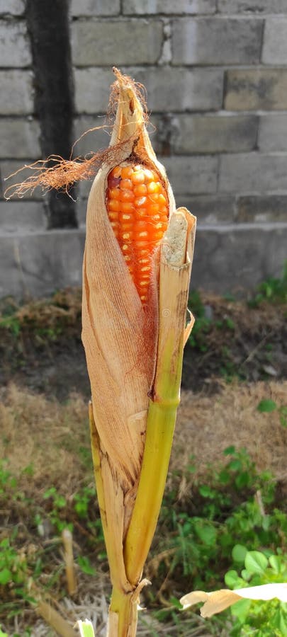 Corn Plants in the Corn Garden Ready To Harvest Stock Image - Image of environment, harvest ...