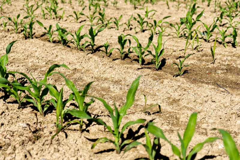 Corn Plants Grow in Intensive Cultivation Stock Photo - Image of energy ...