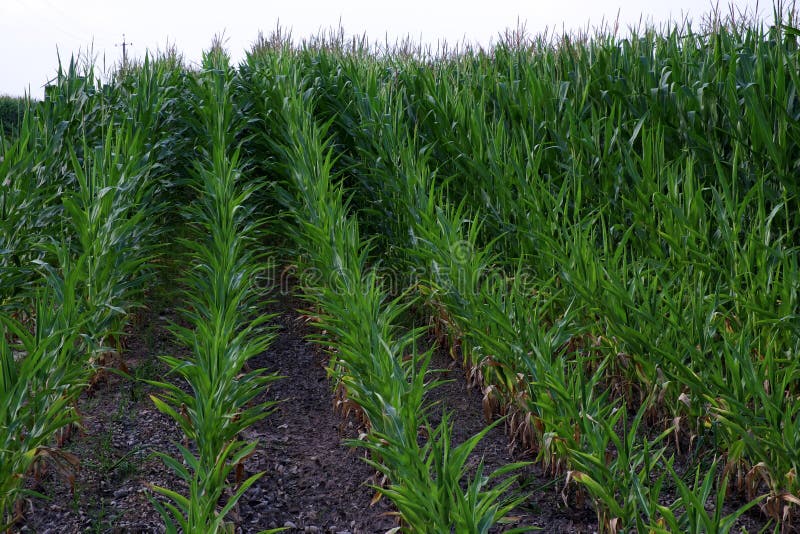 Corn Plants Grow in Rows in the Field. Agricultural Plants, Landscape ...
