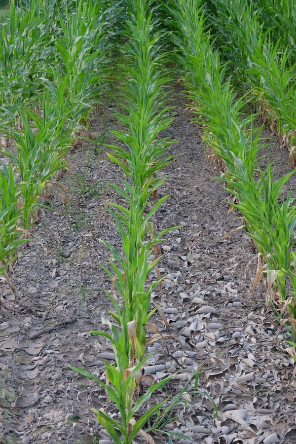 Corn Plants Grow in Rows in the Field. Agricultural Plants, Landscape ...