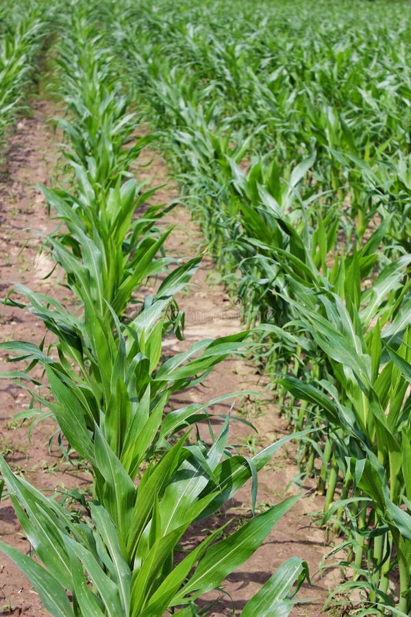 Rows of young corn plants stock photo. Image of landscape - 34817818