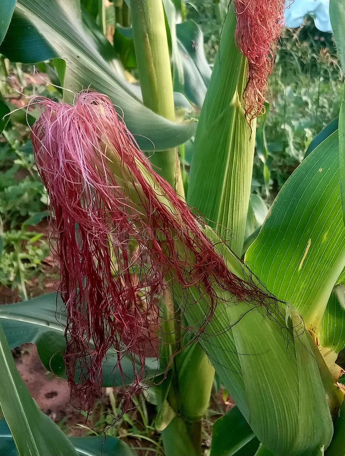 Corn Plants Kernel Zea Mays Poaceae Family Monoecious Plants Grass ...