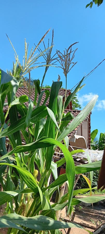 Corn Plants are Not Ready To Harvest Stock Image - Image of corn ...