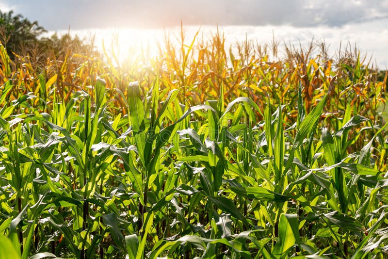 Corn plants organic stock photo. Image of group, green - 158782848