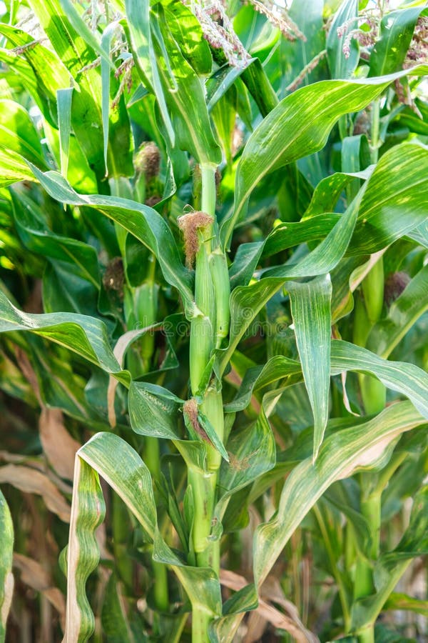 Corn Plants Pollination Developing of Corn Kernels Stock Photo - Image ...