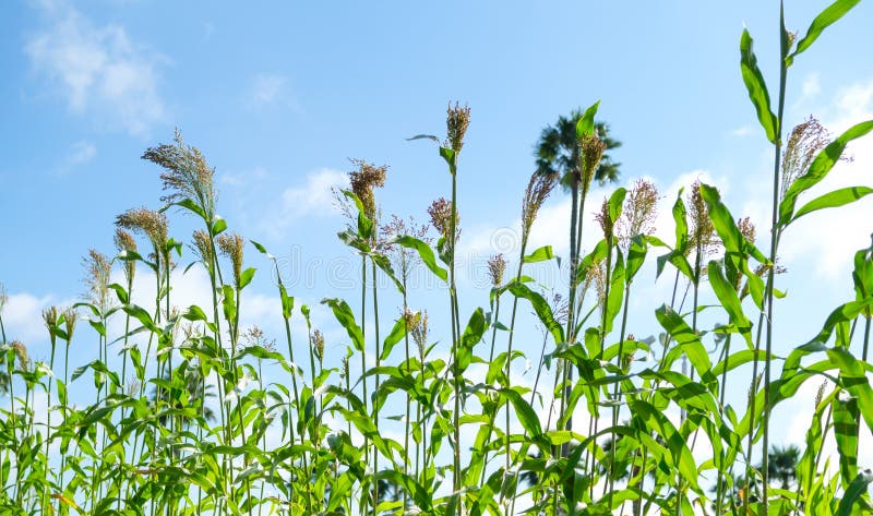 Corn Plants Pollination Developing of Corn Kernels Stock Photo - Image ...
