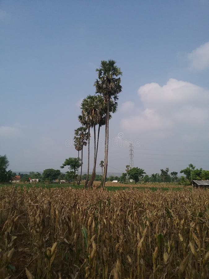 Corn Plants are in the Process of Drying on Their Trees and Several ...