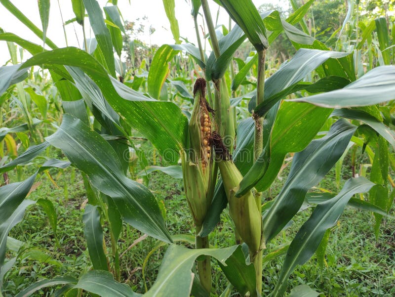 Corn Plants are almost Ripe Stock Image - Image of corn, full: 300634703