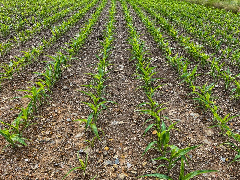 Corn Plants in Row on a Field Stock Photo - Image of fodder, wheat ...