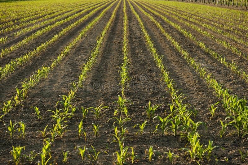Corn Plants In Spring Picture. Image: 15066062
