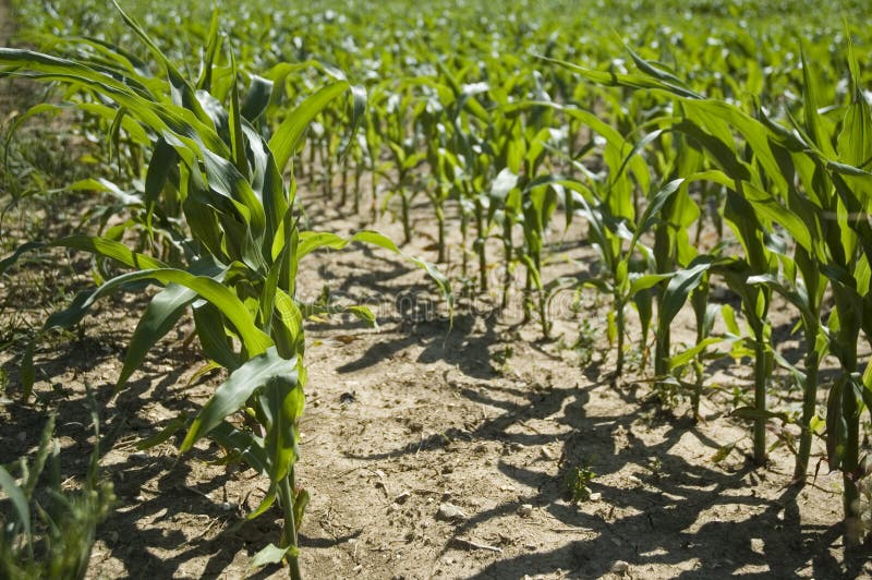 Corn Plants Standing in Rows Stock Photo - Image of rows, field: 110016688
