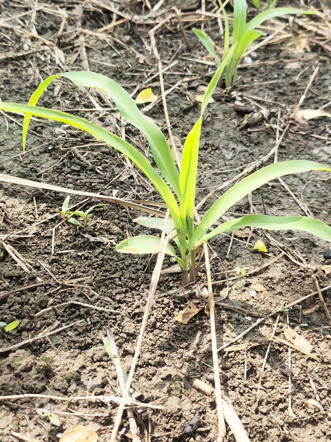 Corn Plants Starting To Grow Stock Photo - Image of green, plants ...