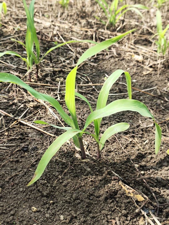 Corn Plants Starting To Grow Stock Photo - Image of corn, plants: 377272324