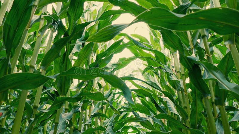 View Inside Corn Field in the Evening Stock Video - Video of standing ...