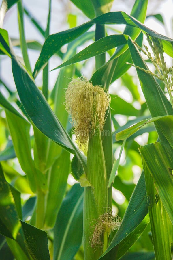 Corn Plants Thrive in the Field, Corn Farmer Stock Photo - Image of ...