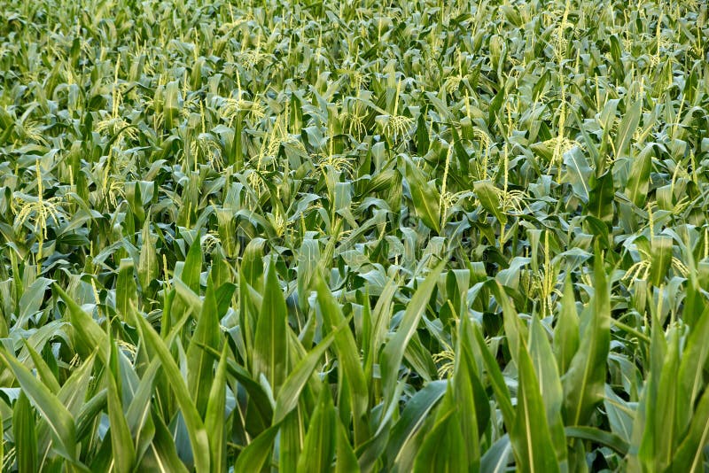 Corn plants stock image. Image of plants, corn, environment - 191281573