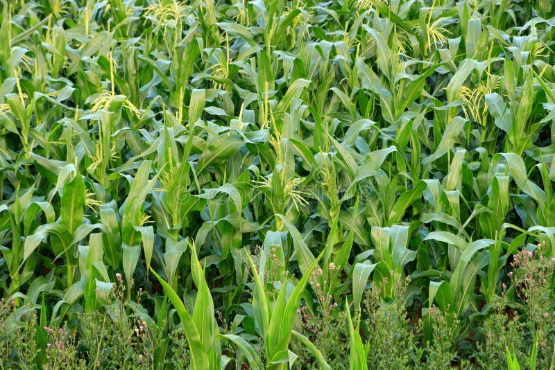 Corn plants stock photo. Image of food, nature, vegetable - 191281580