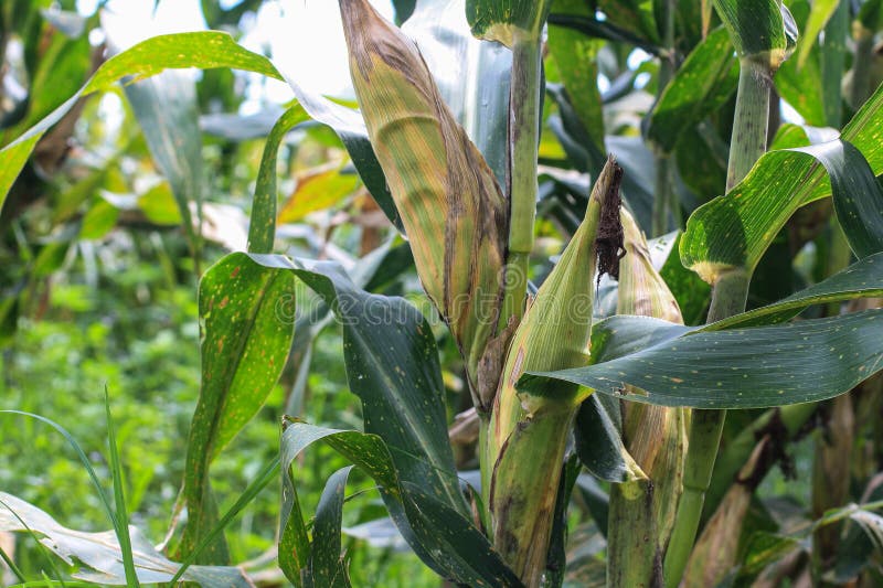 Corn Plants Waiting for Harvest Stock Photo - Image of grass, waiting ...