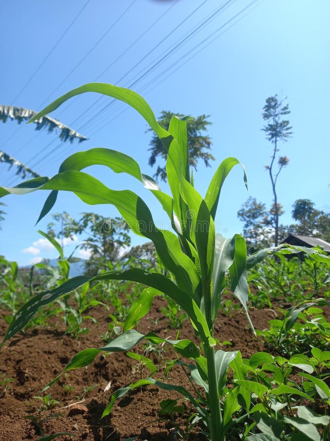 Corn Plants that are only 3 Weeks Old Stock Image - Image of plants ...