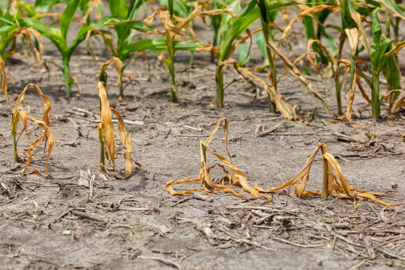Corn Plants Wilting and Dead in Cornfield Stock Image - Image of damage ...