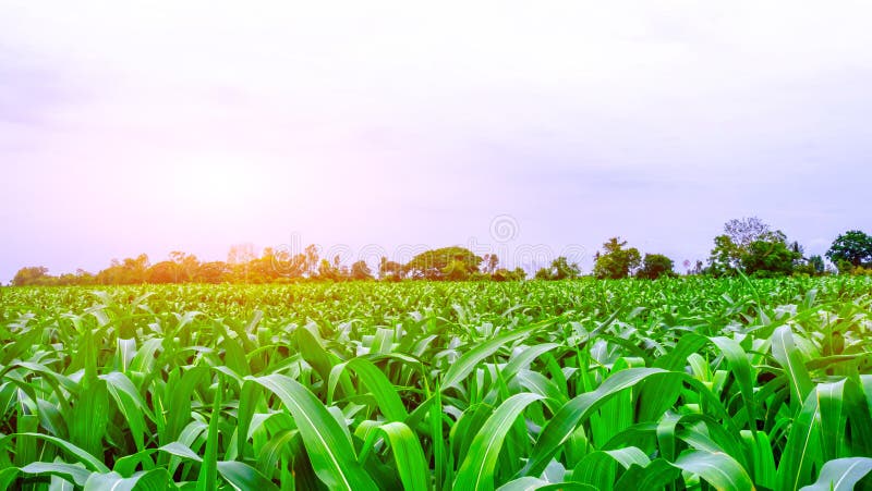 Corn Plots that Add Fair Light Stock Photo - Image of fair, farm: 221047556