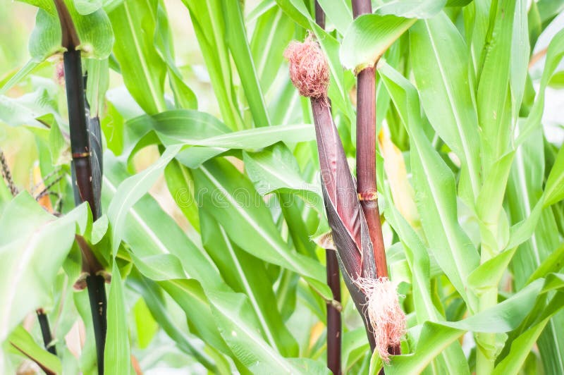 Corn Pod Grows on a Stalk. Home Production Stock Image - Image of farm ...