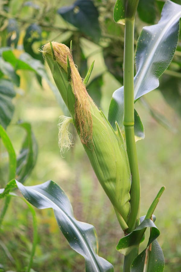Corn pods in the garden stock photo. Image of healthy - 192137022