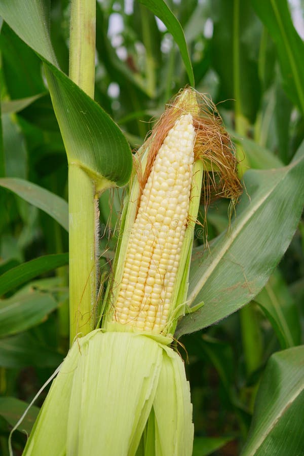 Corn Pods on the Corn Plant,corn Field in Agricultural Garden Stock ...