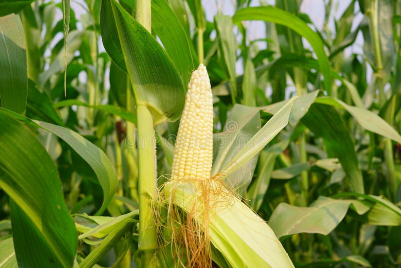 Corn Pods on the Corn Plant,corn Field in Agricultural Garden Stock ...
