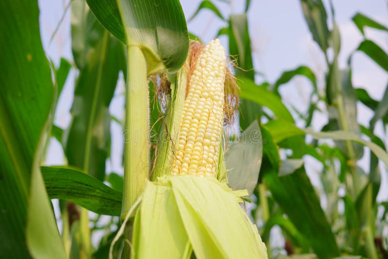 Corn Pods on the Corn Plant,corn Field in Agricultural Garden Stock ...