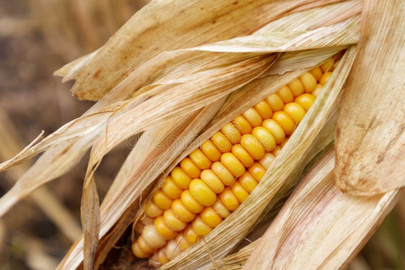 Corn Pods on the Plant in Maize Field Stock Photo - Image of organic ...