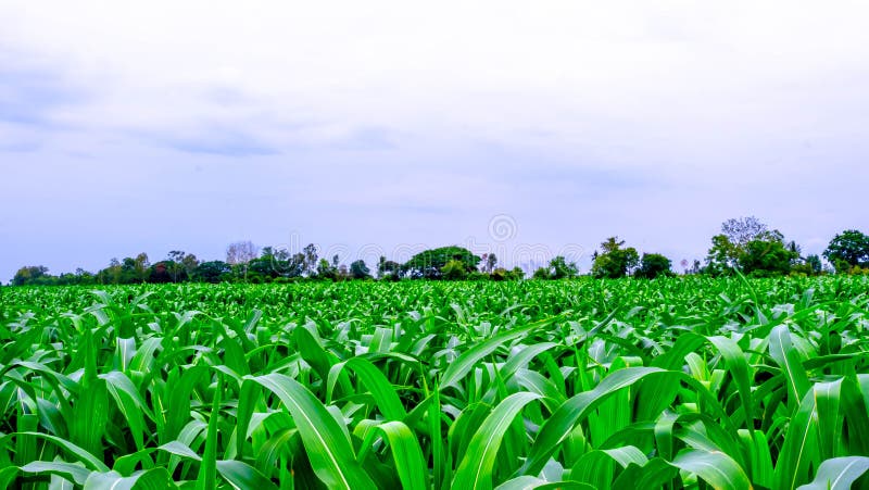 Corn Pollen is Ready To Be Pollinated into Pods. Stock Image - Image of ...