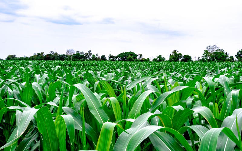 Corn Pollen is Ready To Be Pollinated into Pods. Stock Photo - Image of ...