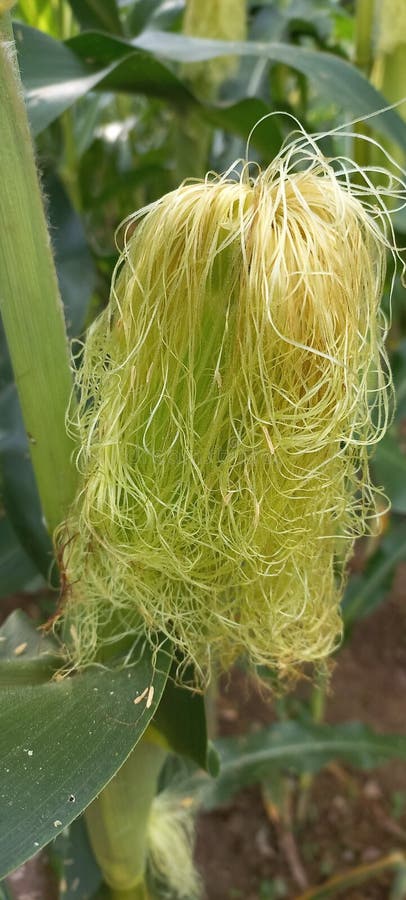 Corn Pollen Sticks Stock Photos - Free & Royalty-Free Stock Photos from ...