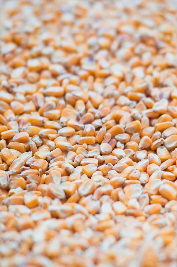 Corn stock image. Image of sweetcorn, food, cereal, vegetable - 68143951