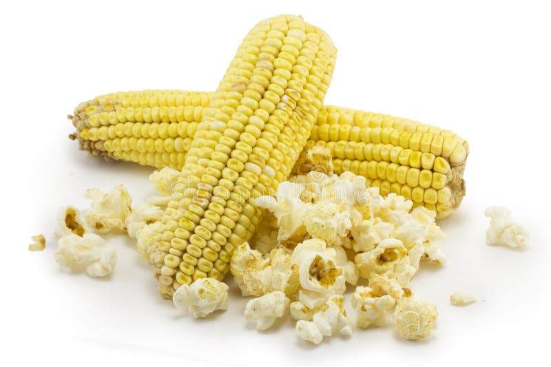 Corn and popcorn stock photo. Image of food, popcorn - 14590312