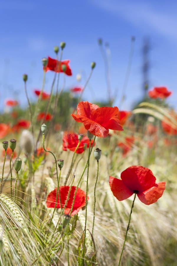 Corn poppies stock image. Image of freshness, flower - 41392655